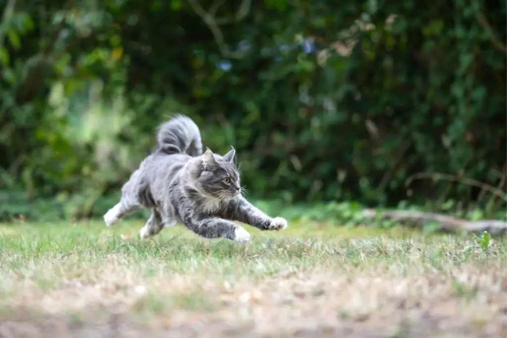 A Happy Cat, A Happy Household