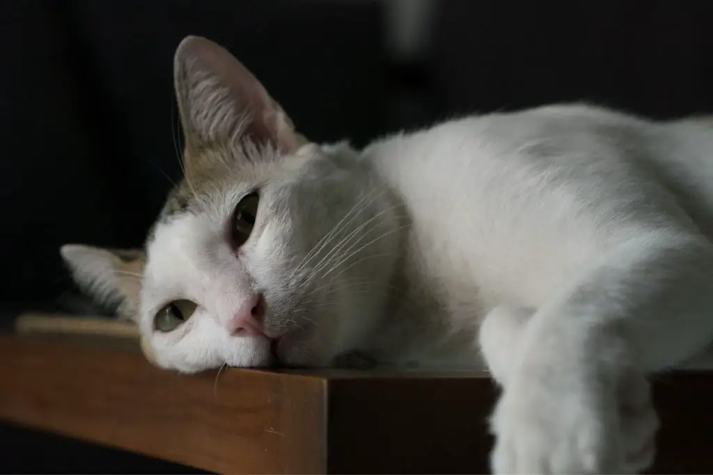 A Happy Cat, A Happy Household