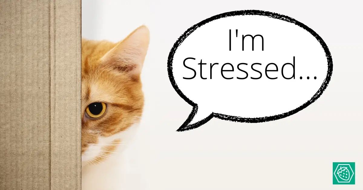 Environmental Stress for ‘Si Meowy’ & The Solutions to It