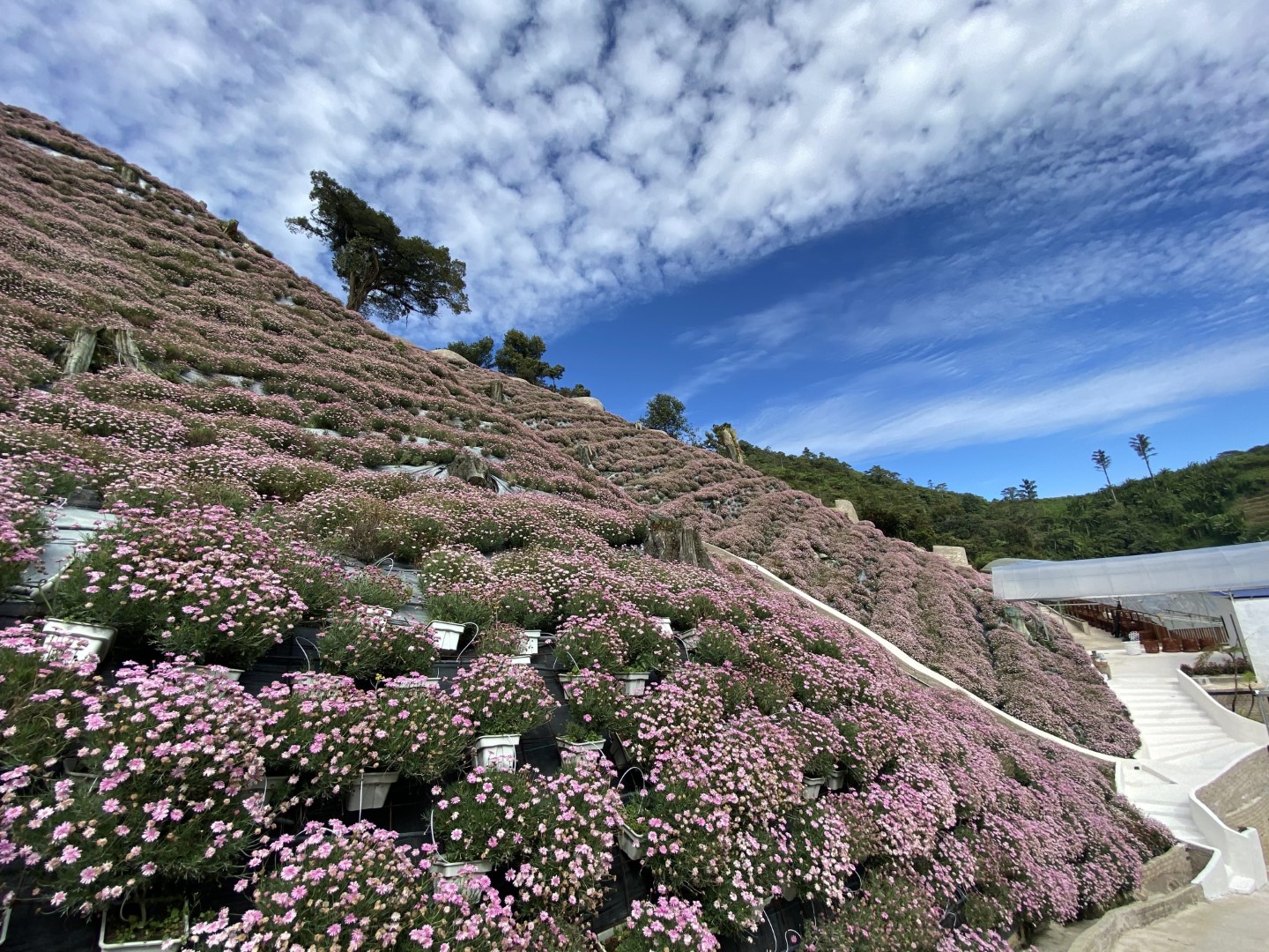 Flora Park Cameron Highlands Ticket Prices & Things To Do