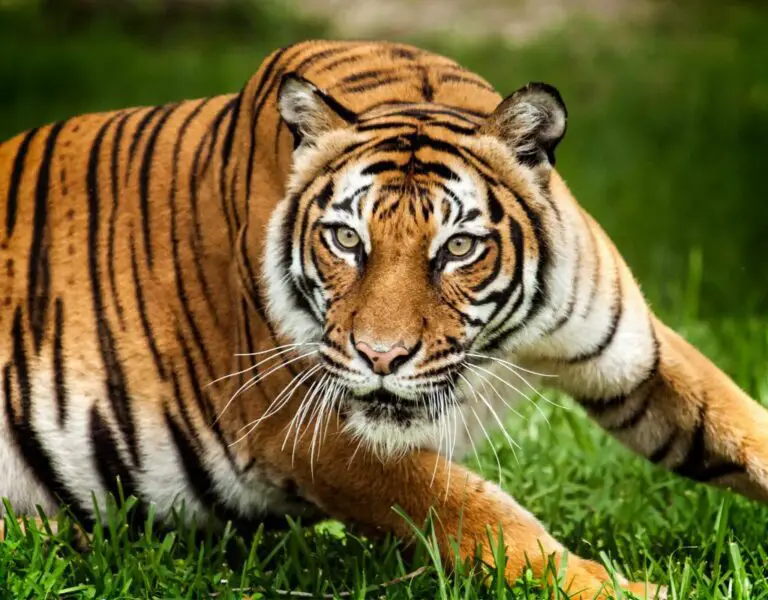 50 Fun Facts About Malaysia - Only in Malaysia!